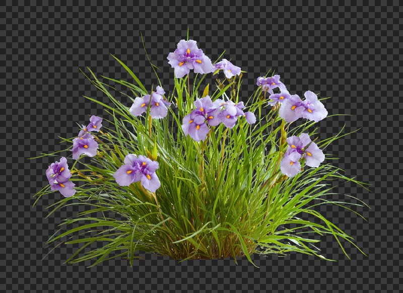 Beautiful+purple+plants Flower Images | Free Photos, PNG Stickers ...