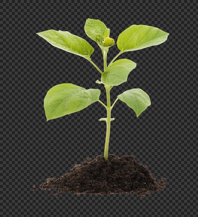 Blooming+buds Background Images | Free Photos, PNG Stickers, Wallpapers ...