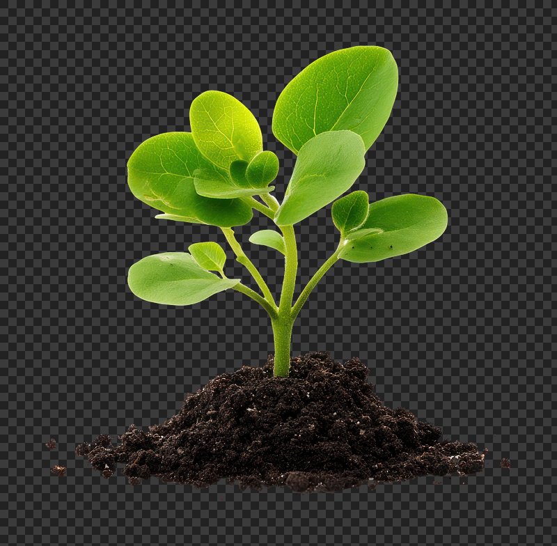 Small Plants Dark Images | Free Photos, PNG Stickers, Wallpapers ...