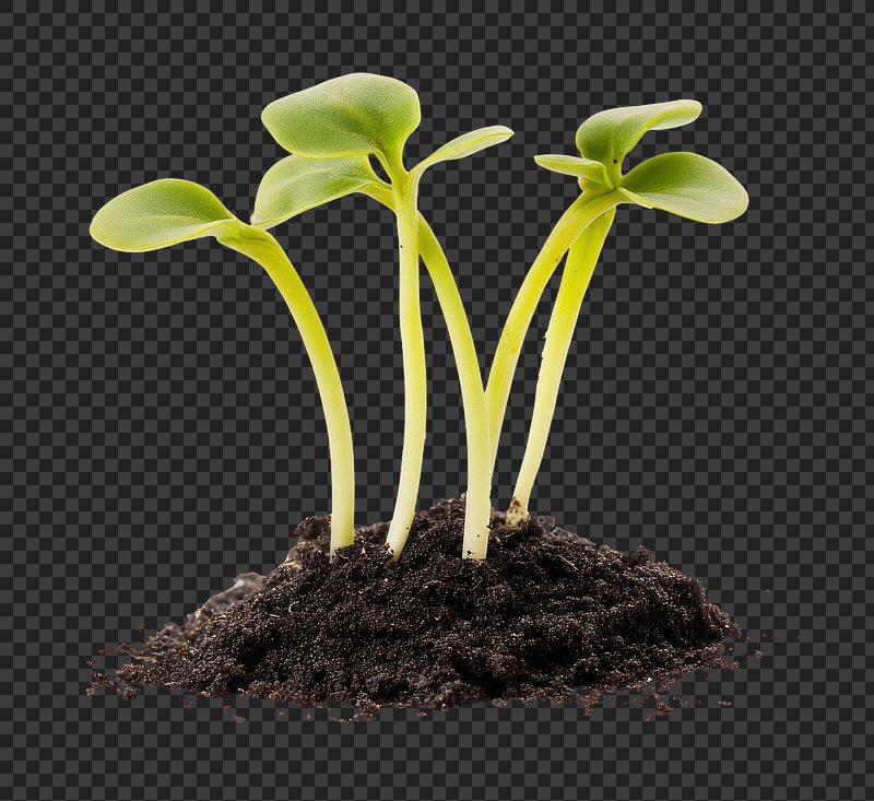 Leaf Pot Dark Images | Free Photos, PNG Stickers, Wallpapers ...