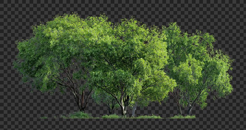 Landscape Ground Trees Forest Nature PNG Images | Free Photos, PNG ...