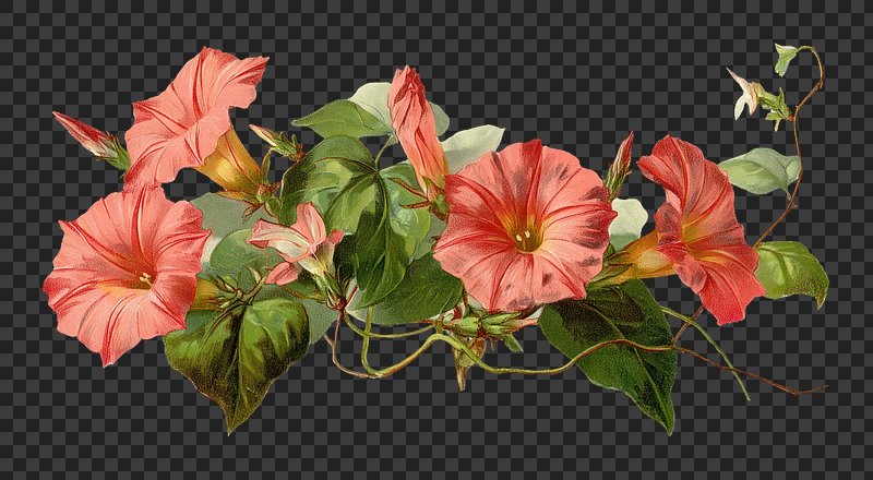 Flower Theme Border PNG Images | Free Photos, PNG Stickers, Wallpapers ...