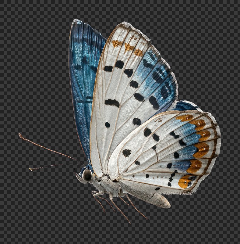 Transparent Wings PNG Nature Images | Free Photos, PNG Stickers ...