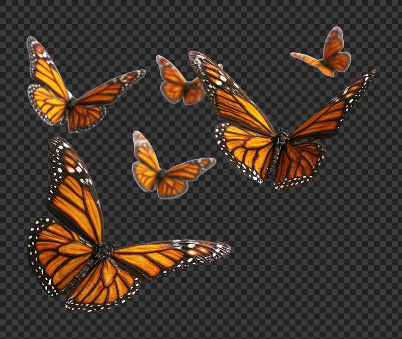 Butterfly White Insect Images | Free Photos, PNG Stickers, Wallpapers ...