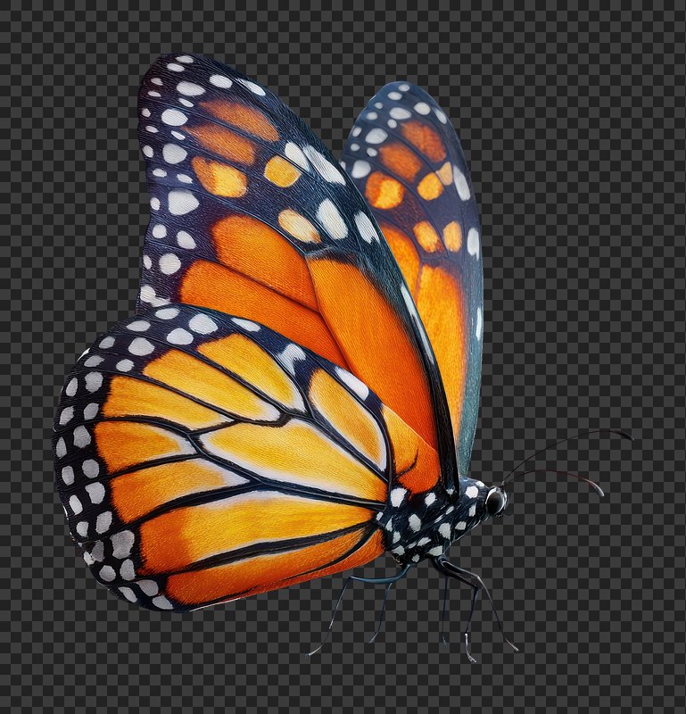 Insect With Wings White Images | Free Photos, PNG Stickers, Wallpapers ...