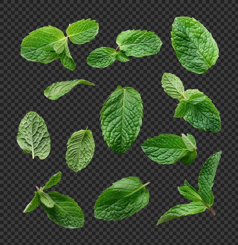 Botanic Herbal Nature PNG Images | Free Photos, PNG Stickers ...
