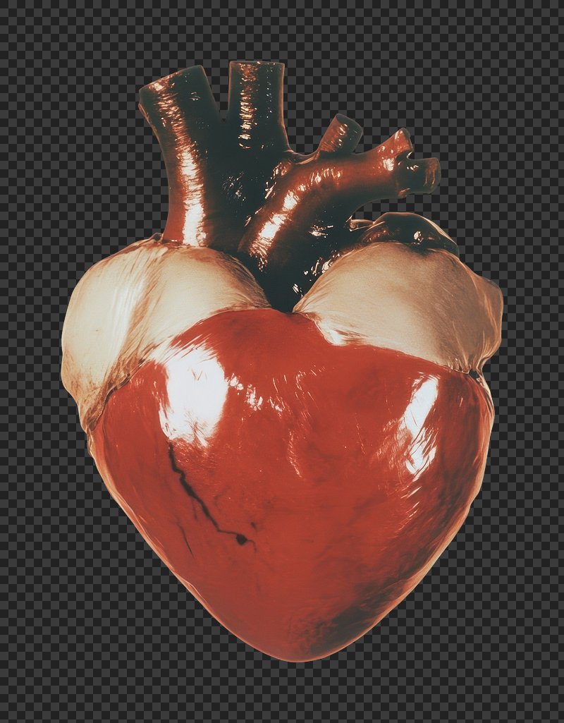 Anatomical Heart Isolated Medical Png Images | Download Free Design ...