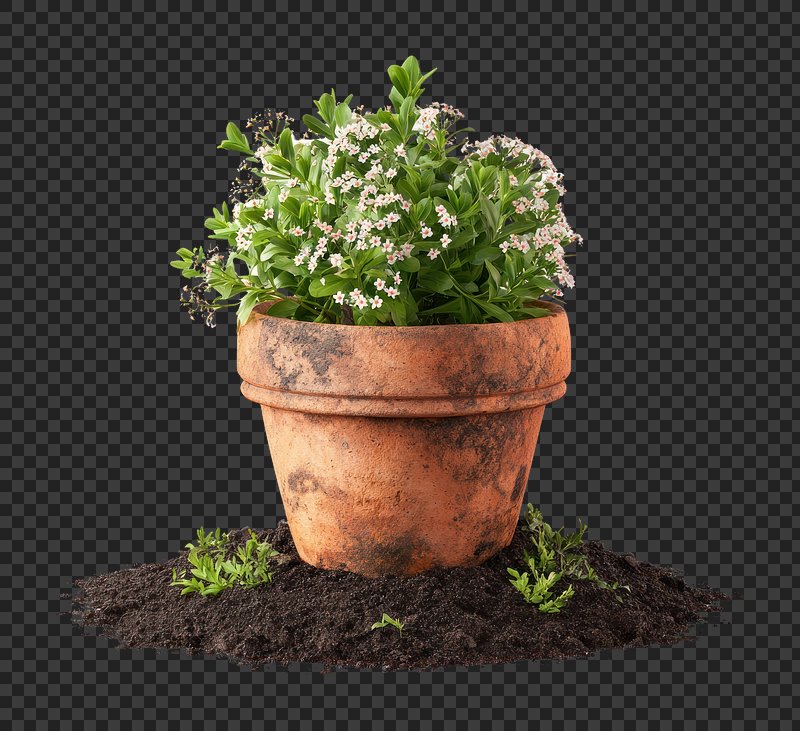 Products Group Plant Background Images | Free Photos, PNG Stickers ...