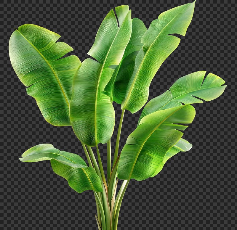 Banana+leaves Nature Tree Images | Free Photos, PNG Stickers ...