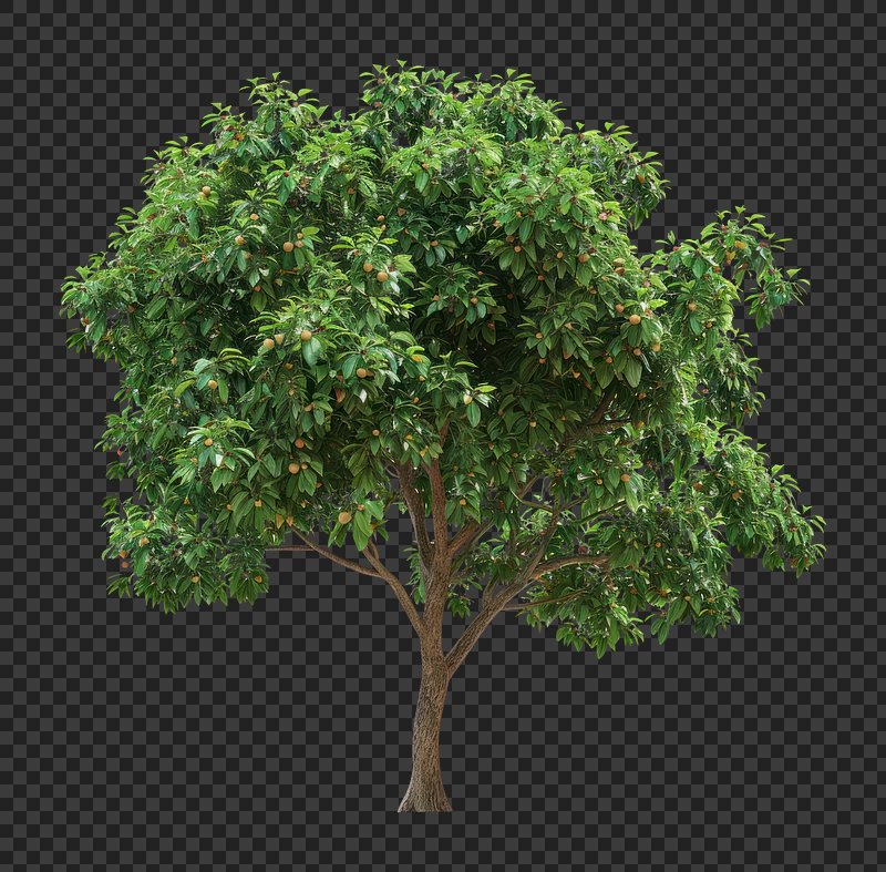 Mango+from+trees Nature Images | Free Photos, PNG Stickers, Wallpapers ...