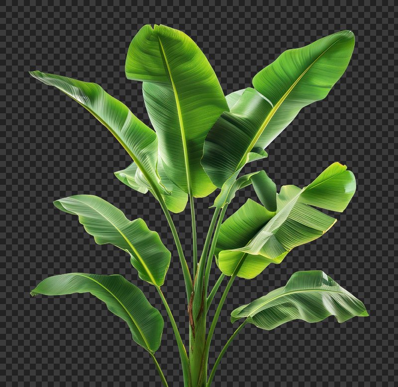 Vein Plant Green Images | Free Photos, PNG Stickers, Wallpapers ...