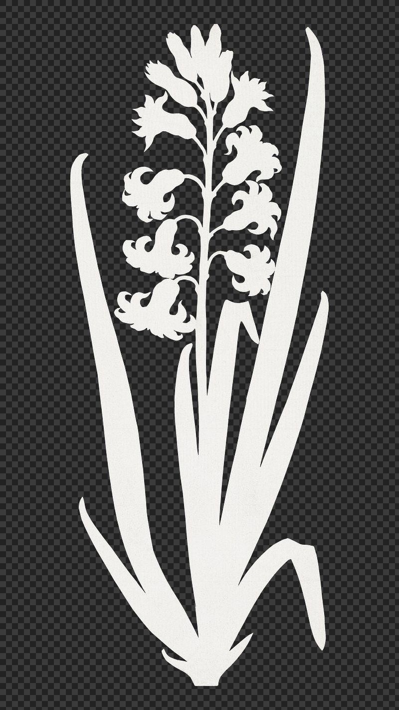 White Flower PNG Transparent Nature Botanical Images | Free Photos, PNG ...