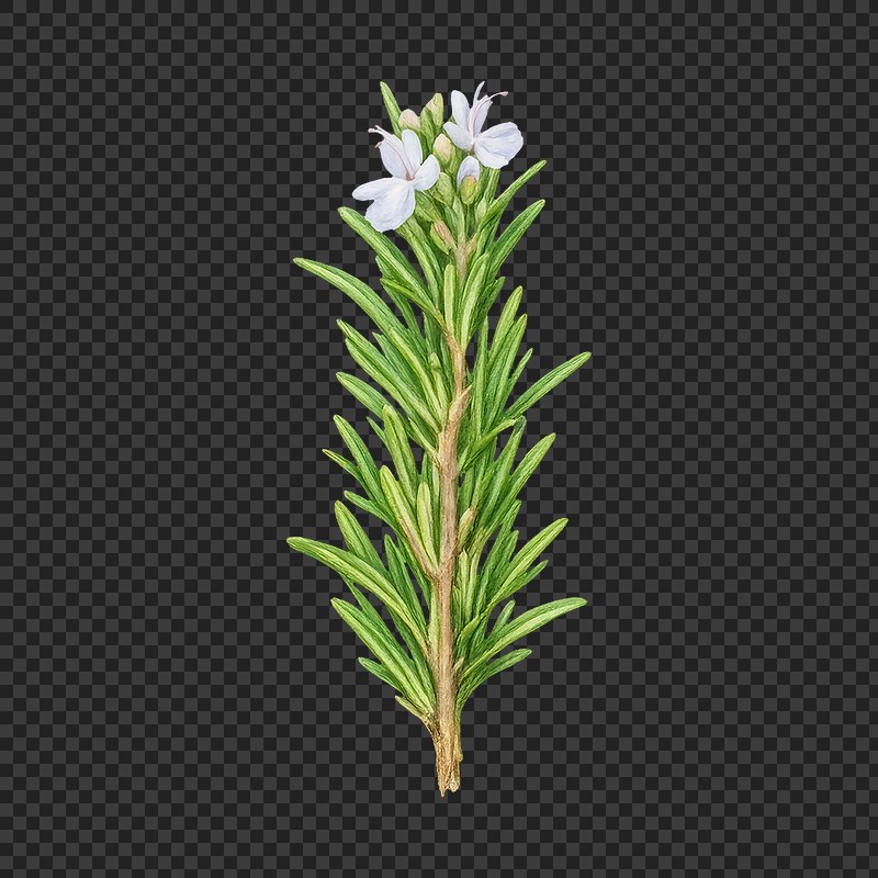 Botanic Herbal Nature PNG Images | Free Photos, PNG Stickers ...