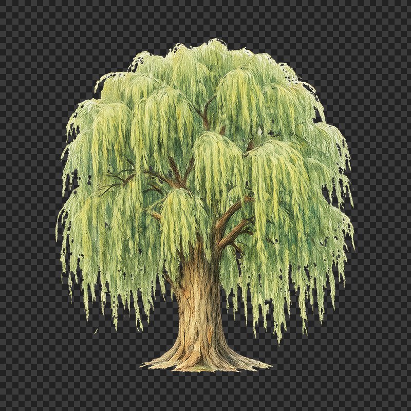 Willow Tree Art Png Transparent Images | Download Free Design Resources ...