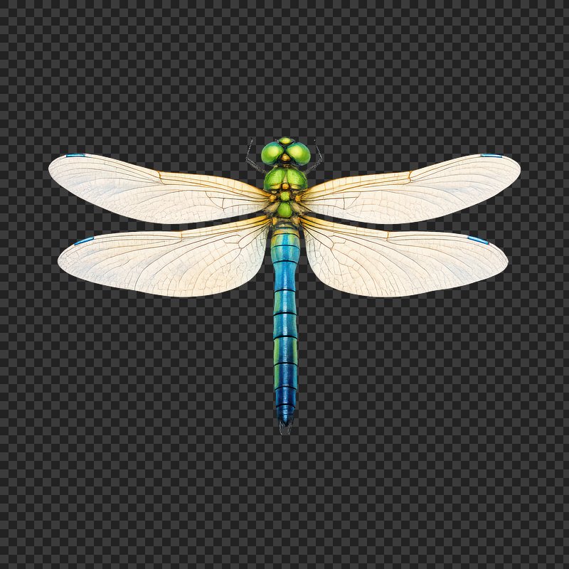 Dragonfly Background Design Images | Free Photos, PNG Stickers ...