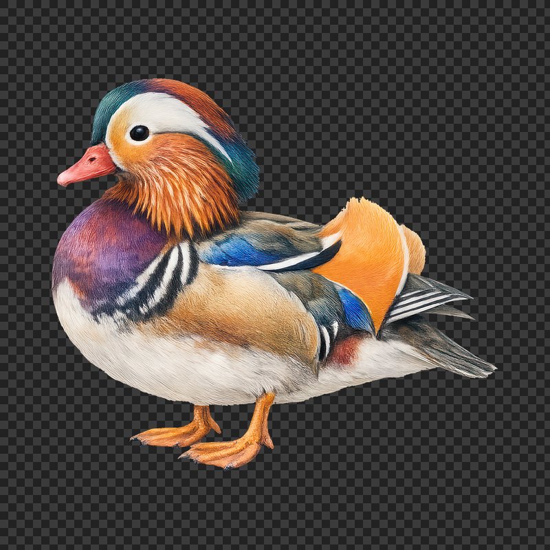 Birds Mandarin Duck PNG Images | Free Photos, PNG Stickers, Wallpapers & Backgrounds - rawpixel