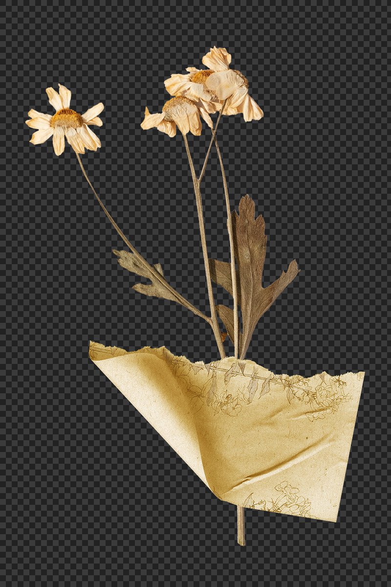 Paper+clips.+ PNG Images | Free Photos, PNG Stickers, Wallpapers ...