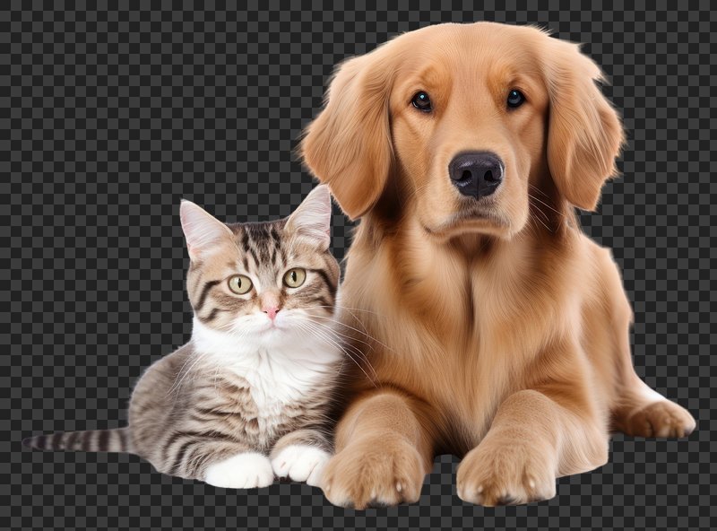 Tabby Mammal Cat PNG Images | Free Photos, PNG Stickers, Wallpapers ...