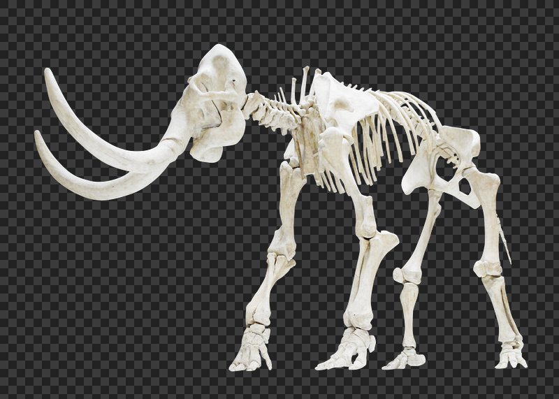 Fossil PNG Images | Free Photos, PNG Stickers, Wallpapers & Backgrounds ...