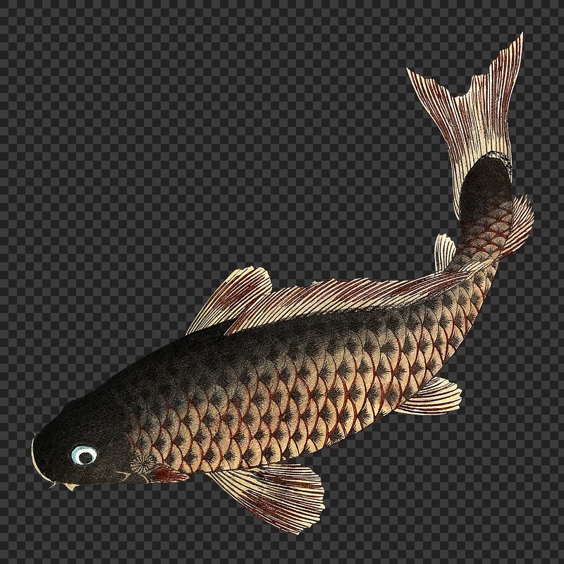 Art+carp Fish Images | Free Photos, PNG Stickers, Wallpapers ...