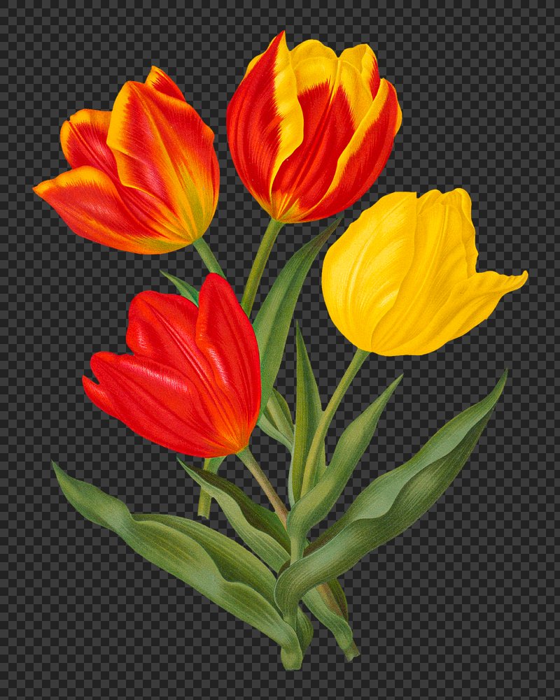 G+card Plant Images | Free Photos, PNG Stickers, Wallpapers ...