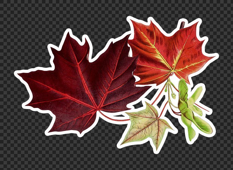 Vintage maple leaf sticker with a white | Free PNG Sticker - rawpixel