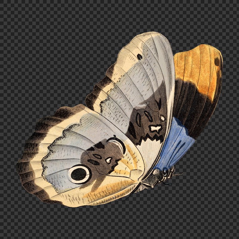 Orange Butterfly Vintage Insect Art High Resolution Images | Free ...