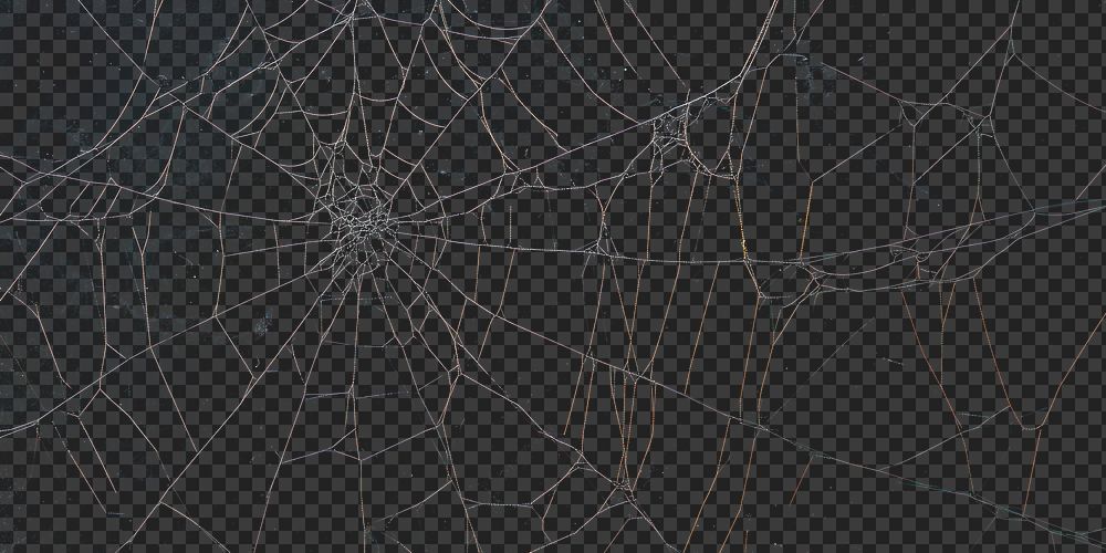 Real Spider web spider invertebrate | Premium PNG - rawpixel