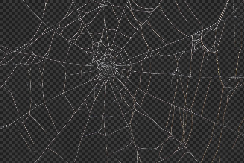 Real Spider web spider web | Free PNG - rawpixel