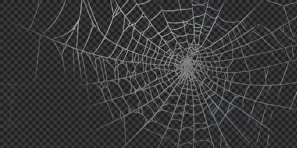 Real Spider web spider invertebrate | Free PNG - rawpixel