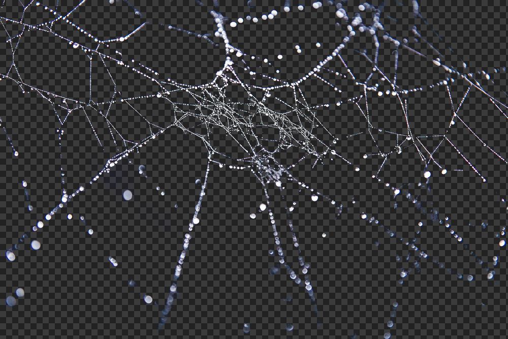 Real Spider web spider web. | Free PNG - rawpixel