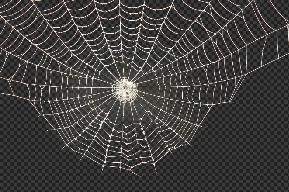 PNG Spider web backgrounds complexity | Free PNG - rawpixel