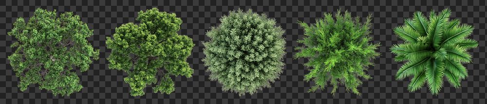 PNG Top view diverse trees | Premium PNG - rawpixel