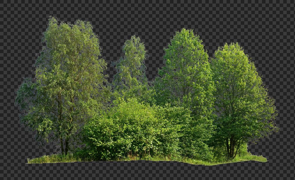PNG Group different trees forest | Free PNG - rawpixel