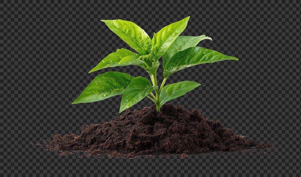 Agriculture Fertilizer Fertile Soil Green Leaves Images | Free Photos ...