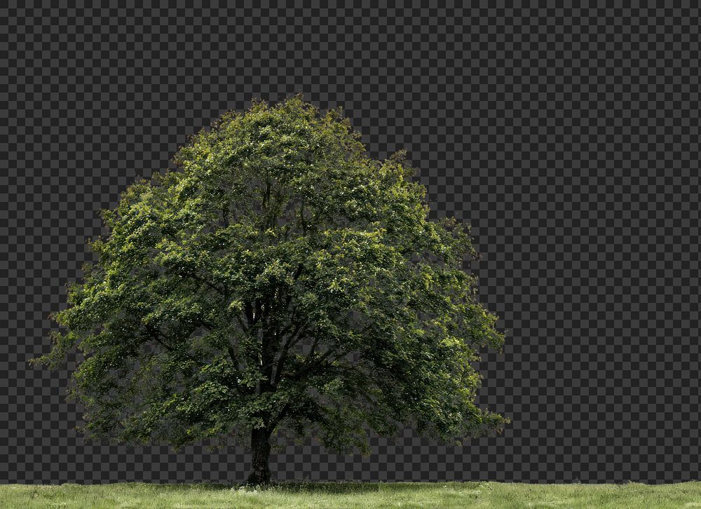 Grass+border PNG Images | Free Photos, PNG Stickers, Wallpapers ...