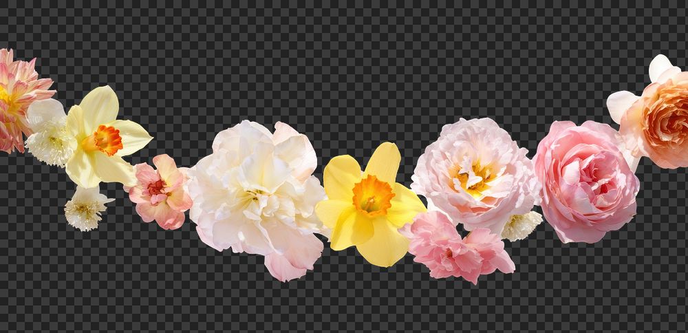 Daisy Wedding Spring PNG Images | Free Photos, PNG Stickers, Wallpapers ...