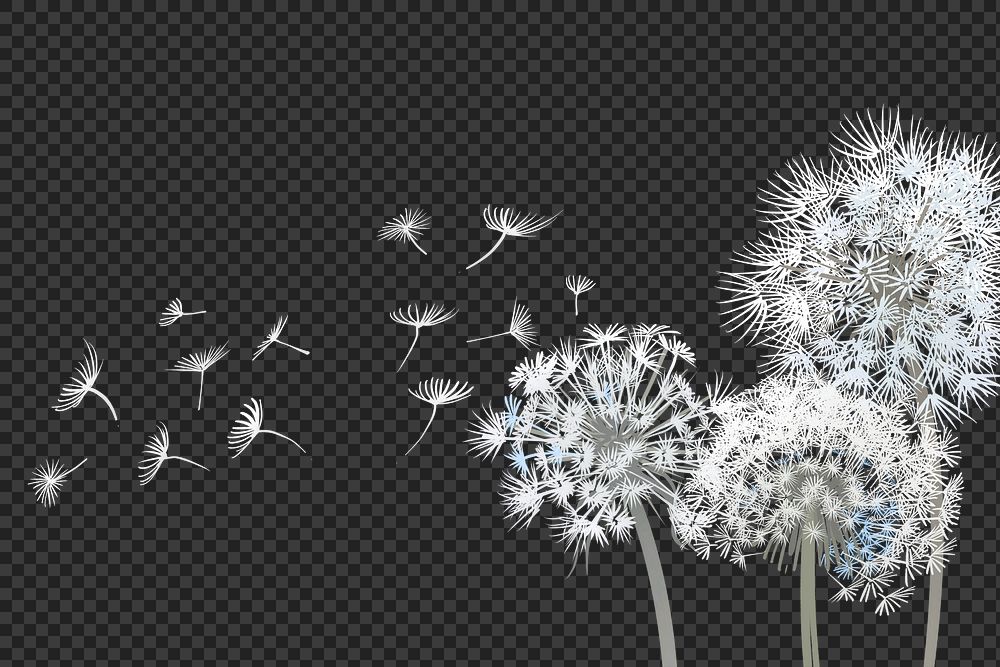Dandelions flower png border, transparent | Premium PNG - rawpixel