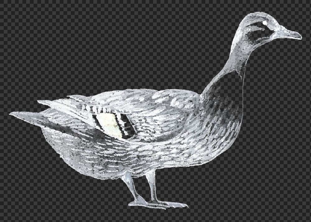 Duck png realistic sticker, negative | Premium PNG Illustration - rawpixel