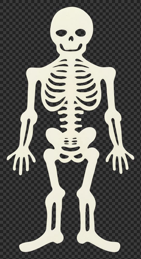 PNG Minimalist skeleton anatomy illustration | Free PNG - rawpixel