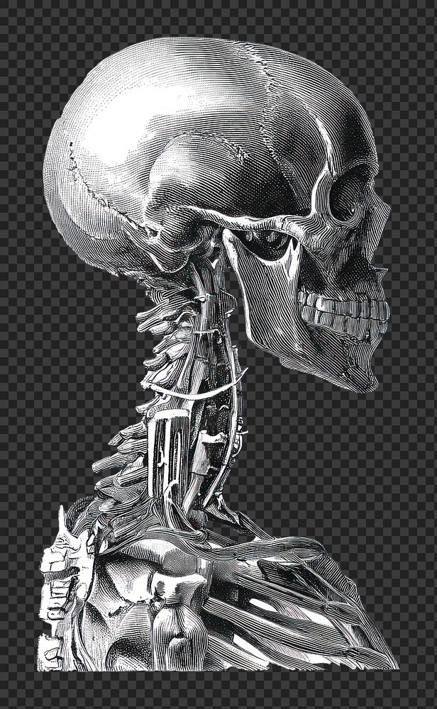 PNG Human biologist anatomy art | Free PNG - rawpixel