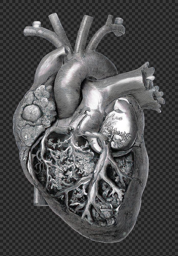 PNG Human biologist anatomy vintage | Free PNG - rawpixel