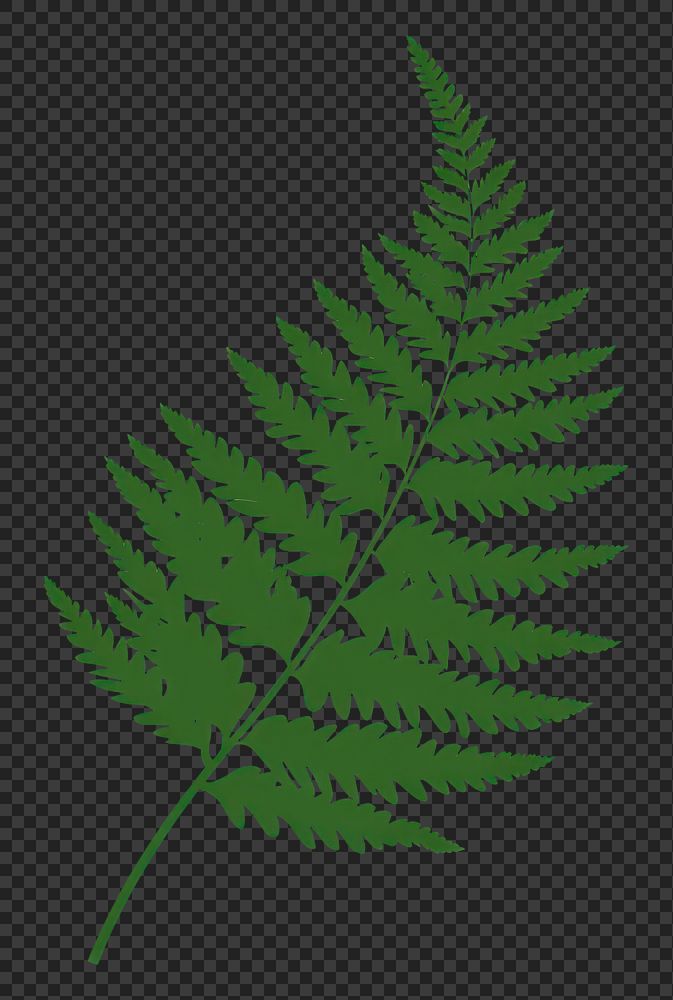 PNG Green curved fern leaf | Free PNG - rawpixel