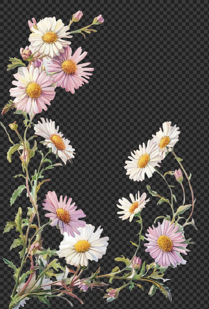 PNG Daisy flowers frames daisy | Free PNG - rawpixel