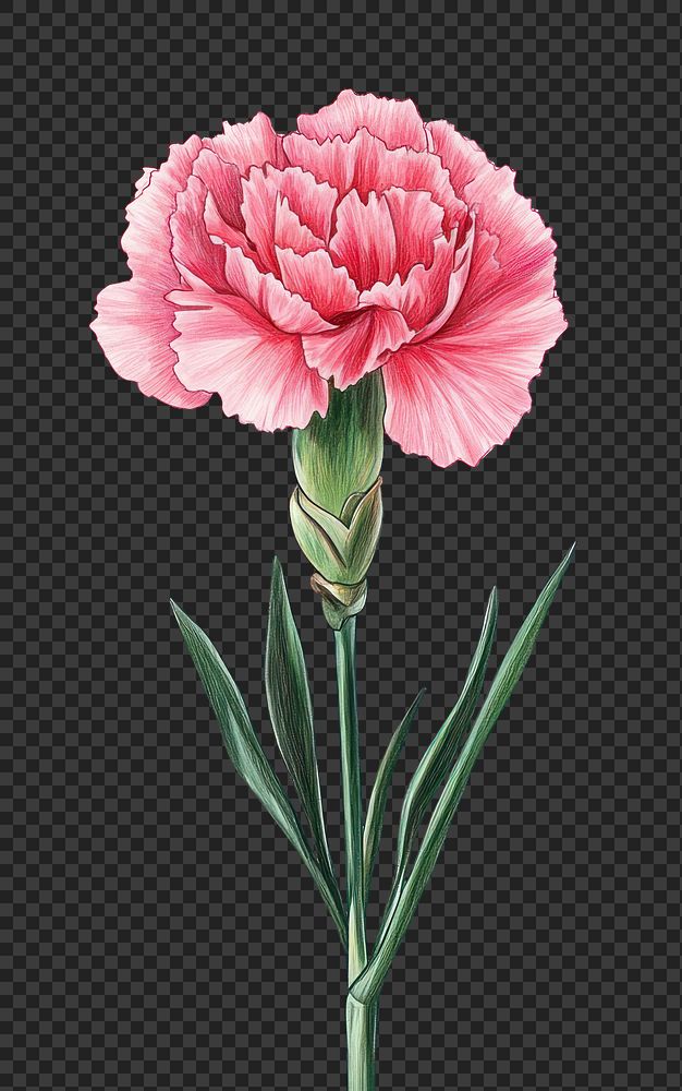 PNG Carnation field carnation flower | Free PNG - rawpixel