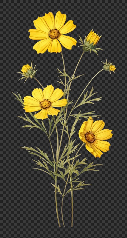 PNG Coreopsis flowers illustration botanical | Free PNG - rawpixel