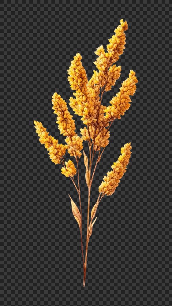 Yarrow PNG Images | Free Photos, PNG Stickers, Wallpapers & Backgrounds ...