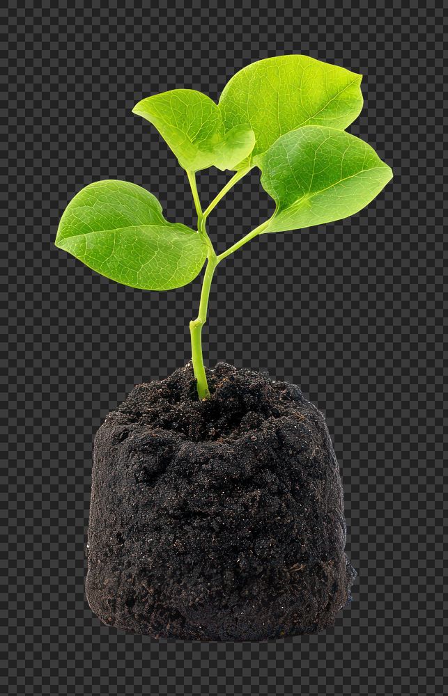 Live Plant Nature Leaves Shadow PNG Images | Free Photos, PNG Stickers ...