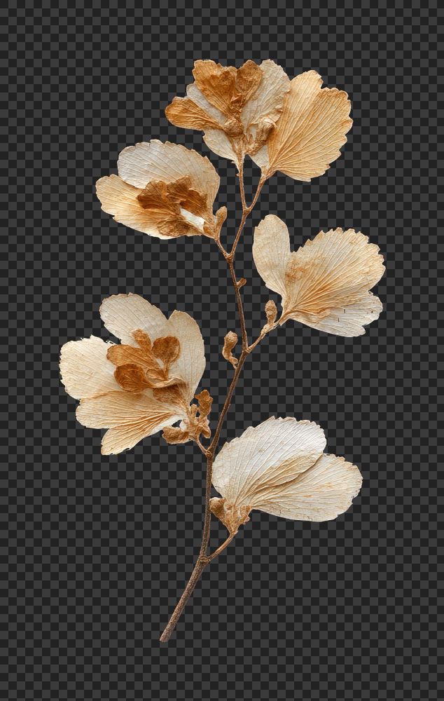 Dried+flower+stickers Design Element Collage Images | Free Photos, PNG ...