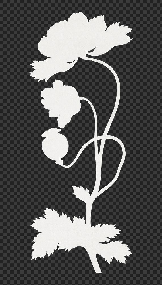 Night Out Transparent Nature PNG Images | Free Photos, PNG Stickers ...